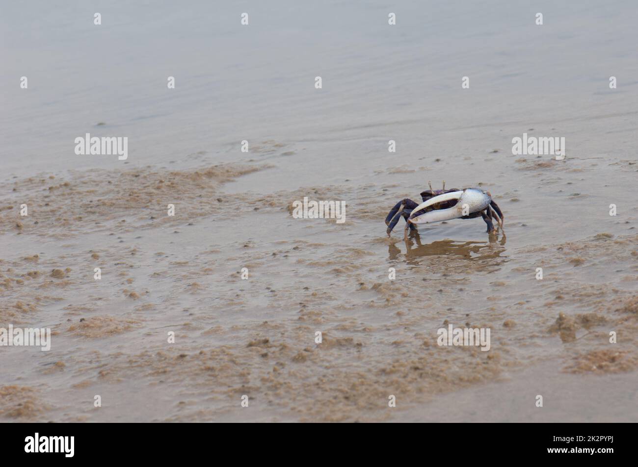 Male fiddler crab Afruca tangeri on the sand Stock Photo - Alamy