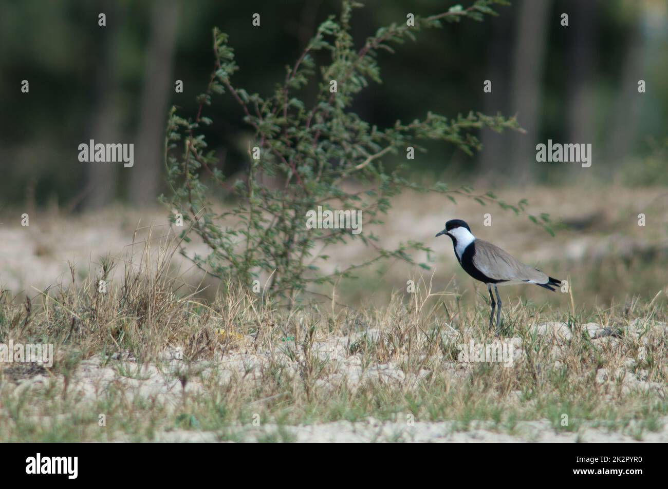 Spur-winged lapwing in the Langue de Barbarie National Park Stock Photo ...