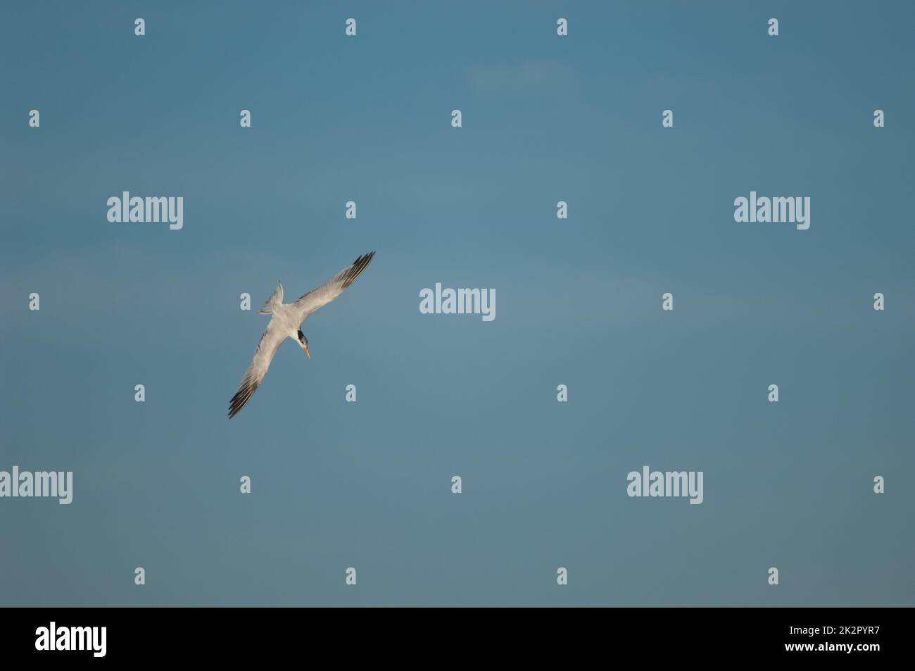 Swooping hi-res stock photography and images - Alamy