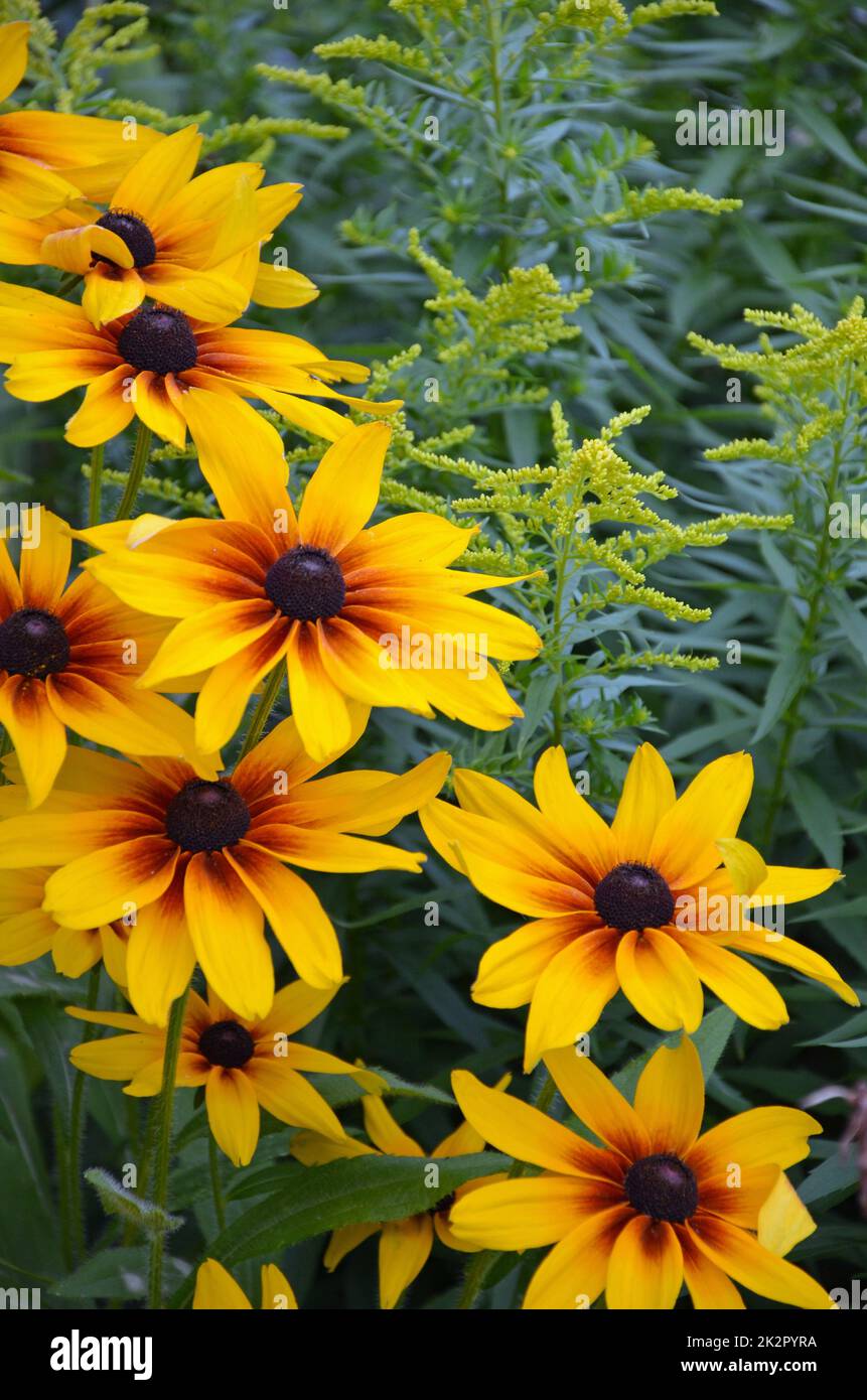 Beautiful black eyed susan flowers Stock Photo - Alamy