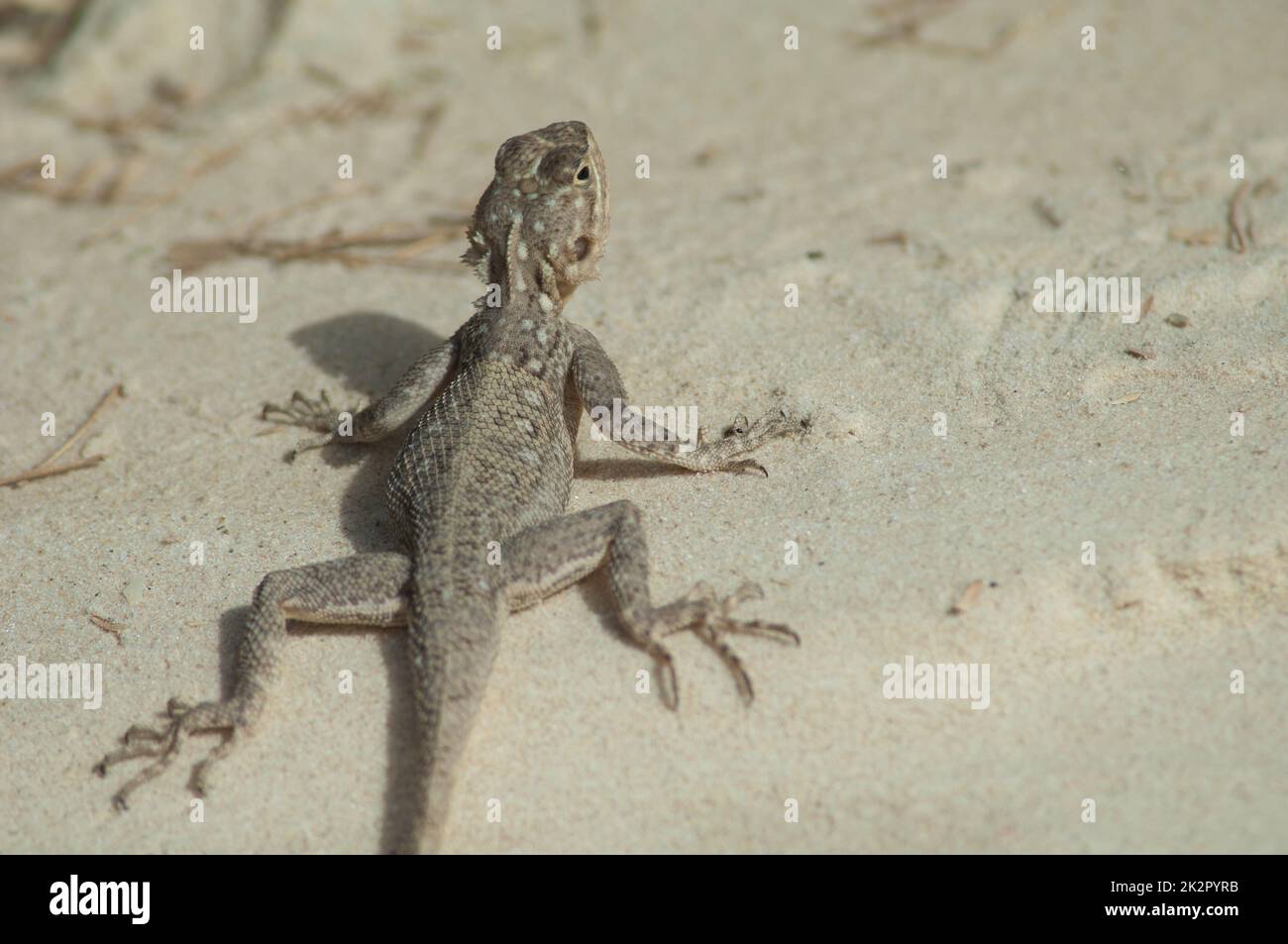 Common agama Agama agama on the sand Stock Photo - Alamy