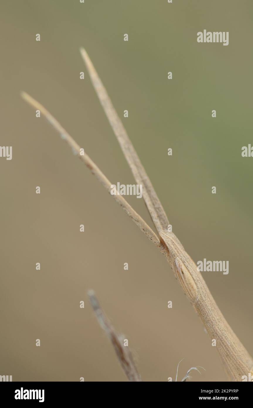 Close-up of the head of a stick insect Stock Photo - Alamy