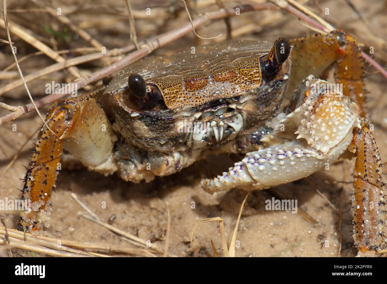Crab without a claw on the sand Stock Photo - Alamy