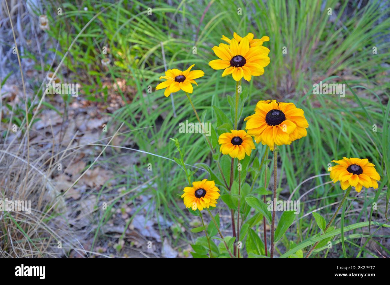 Yellow rudbeckia flowers Stock Photo - Alamy