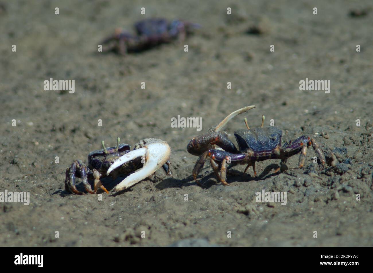 Fiddler crab fighting hi-res stock photography and images - Alamy