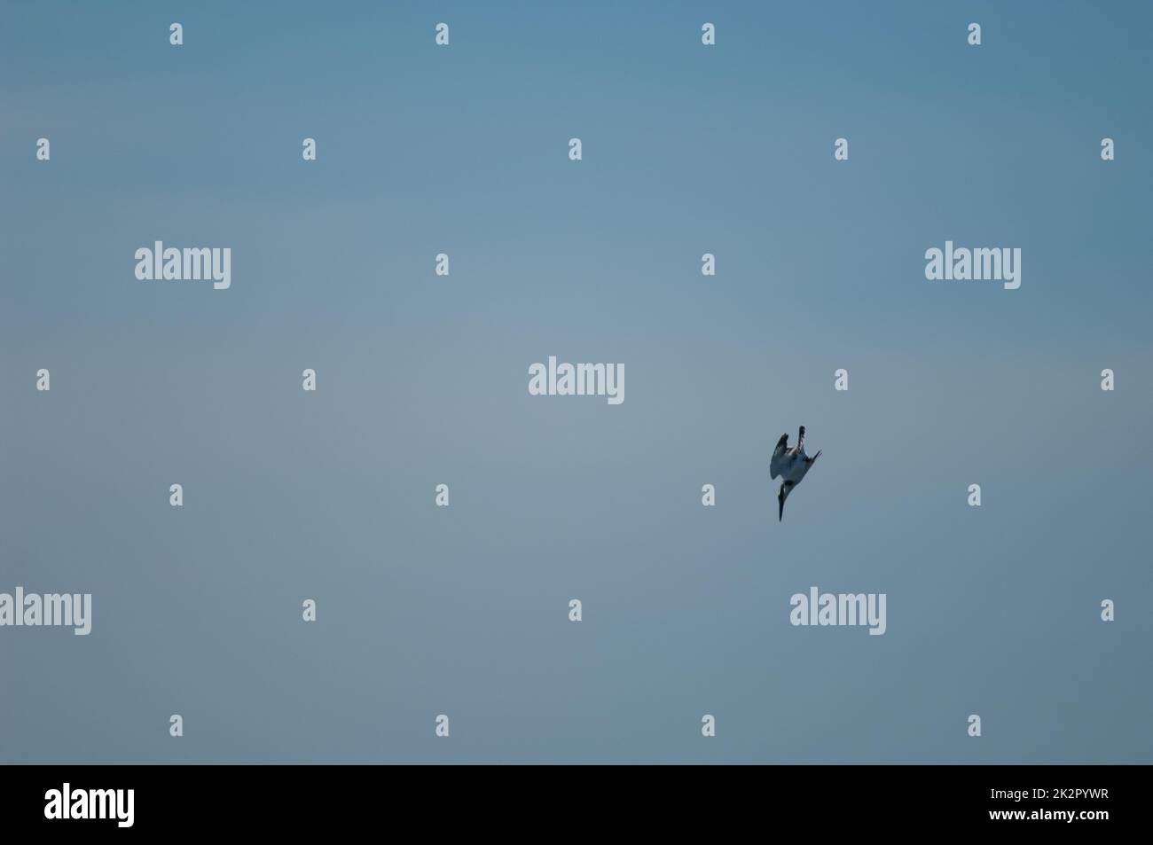 Swooping hi-res stock photography and images - Alamy