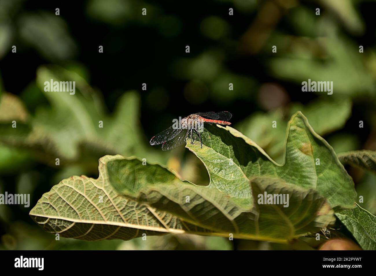 Small dragonfly on fig leaf. Out of focus Stock Photo - Alamy