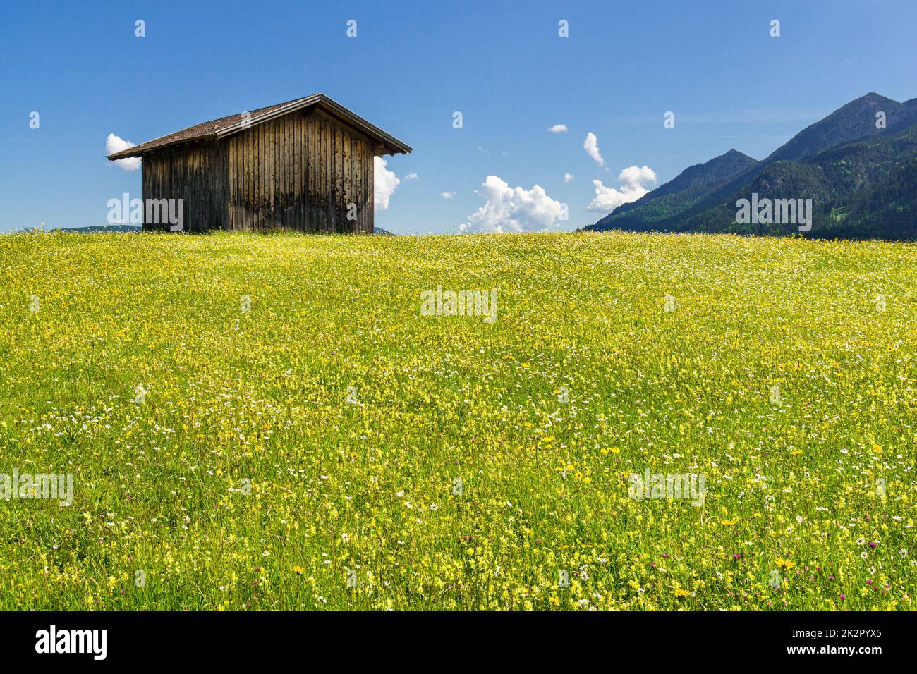 Spring meadow flowers forest germany hi-res stock photography and ...