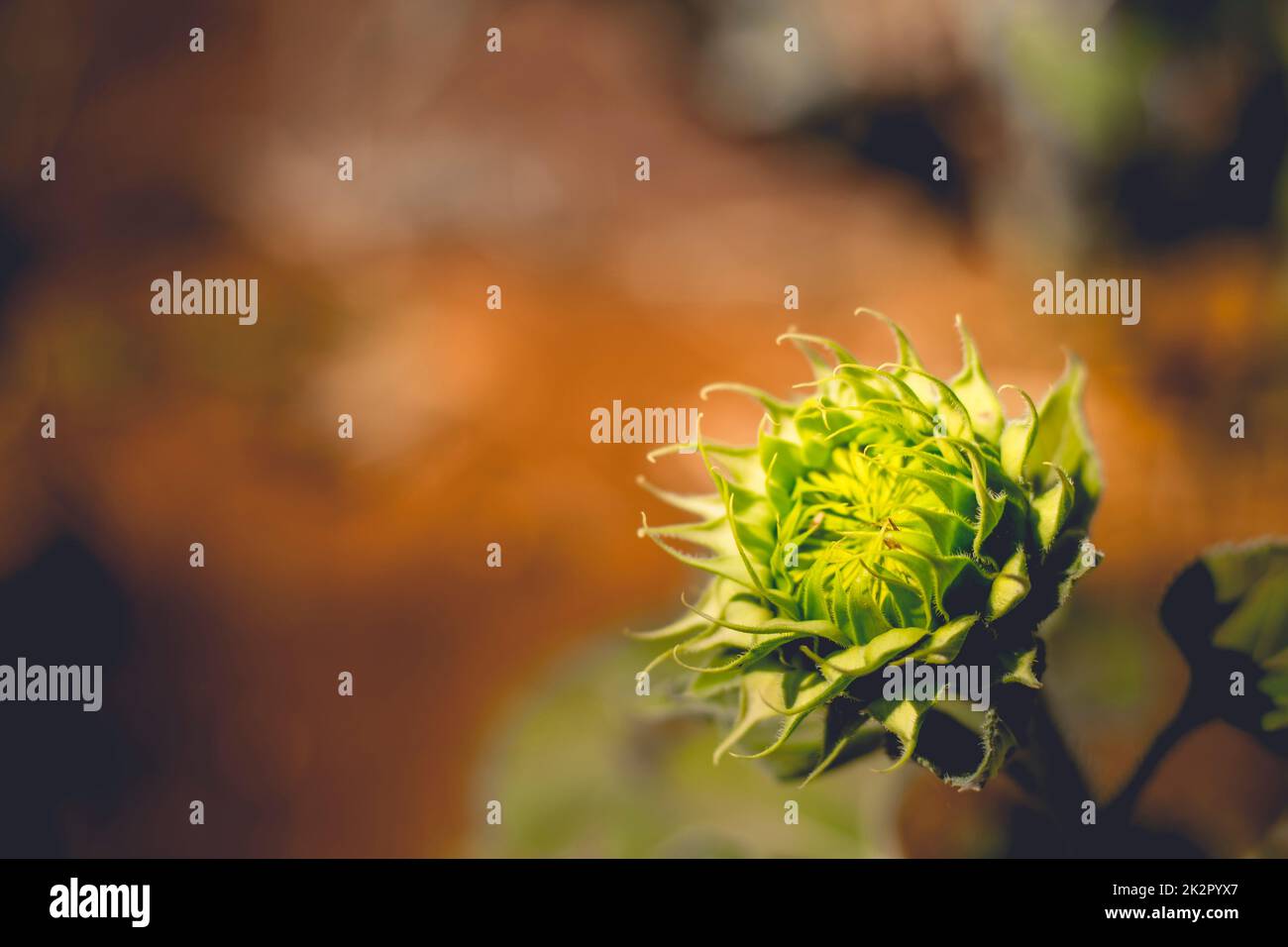 Soft focus of vibrant sunflower bud soft light bright in morning Stock ...