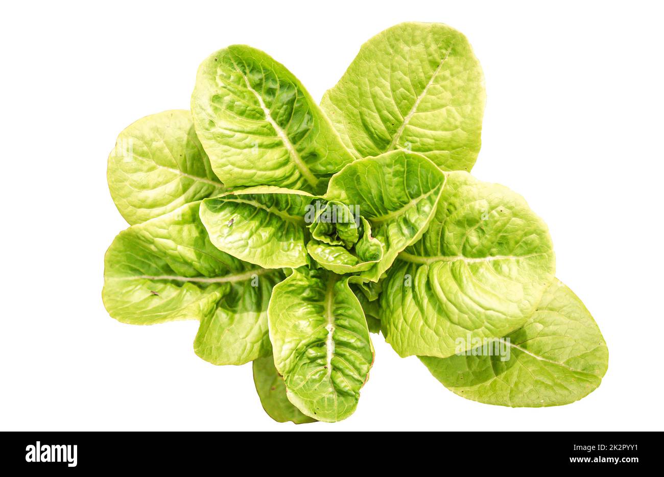Lettuce farm small lettuce plants organic vegetable for healthy food ... Lettuce farm small lettuce plants organic vegetable for healthy food ...