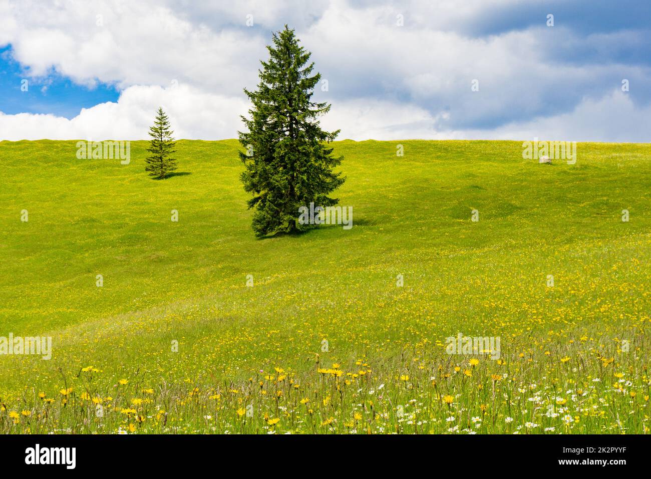 Flowering hummock meadows near Mittenwald Stock Photo - Alamy