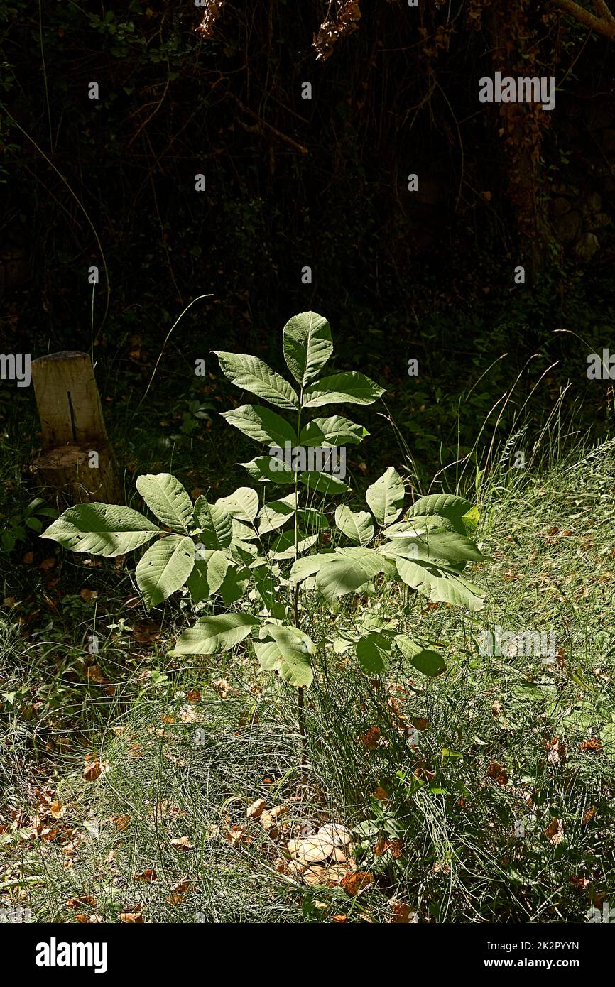 White walnut tree hi-res stock photography and images - Alamy