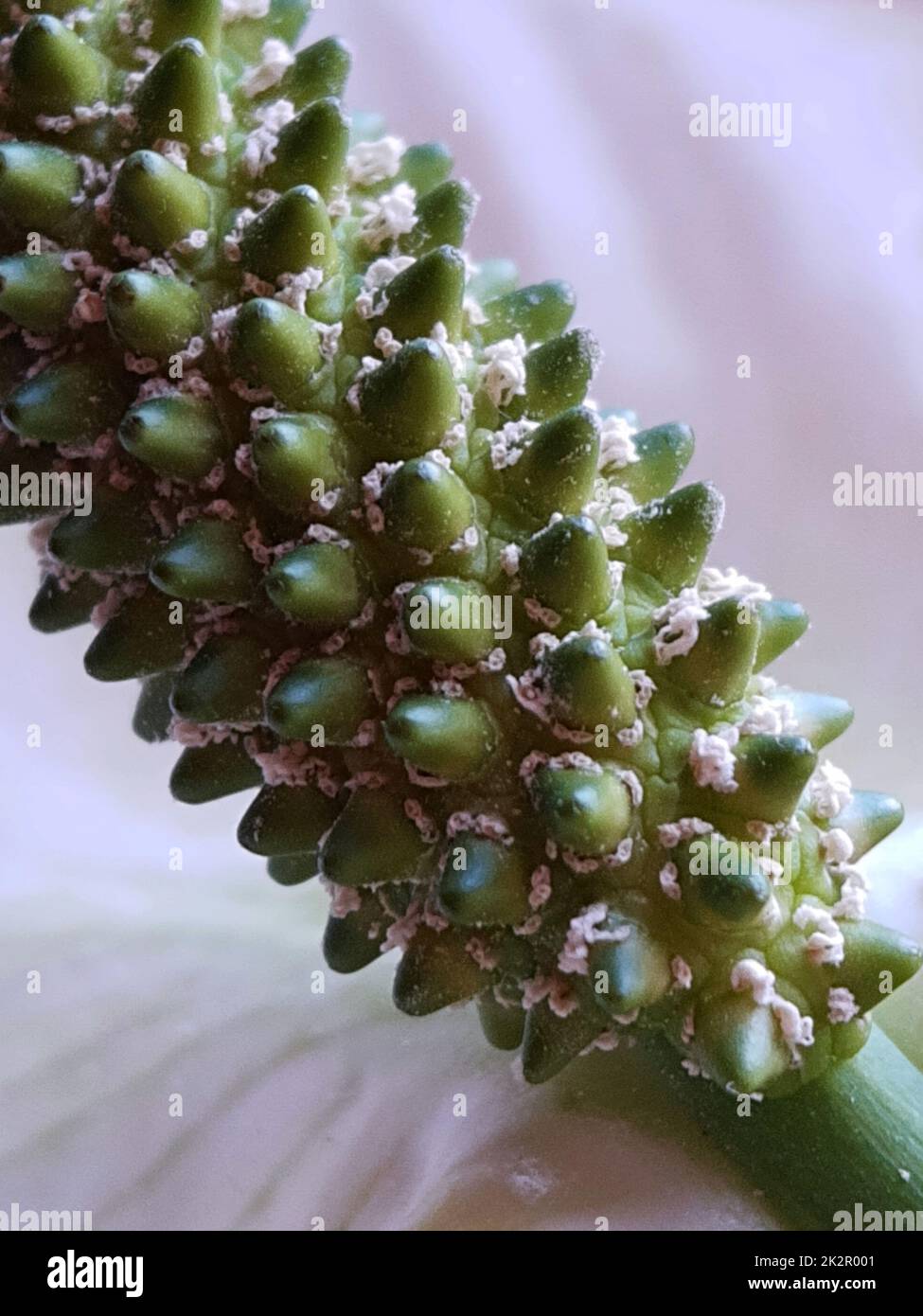 Spathiphyllum pistil hi-res stock photography and images - Alamy