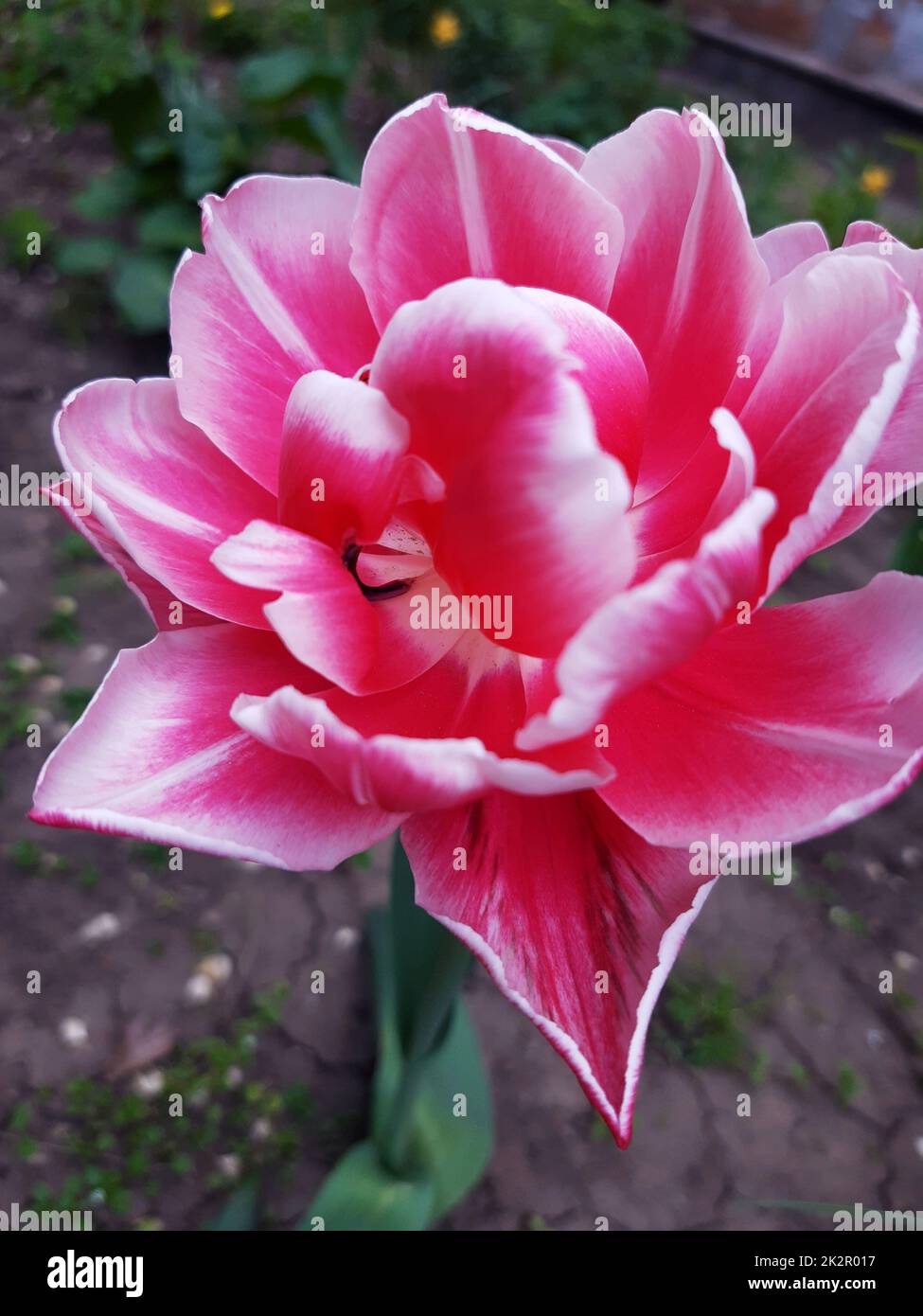 Opened tulip bud close up Stock Photo - Alamy