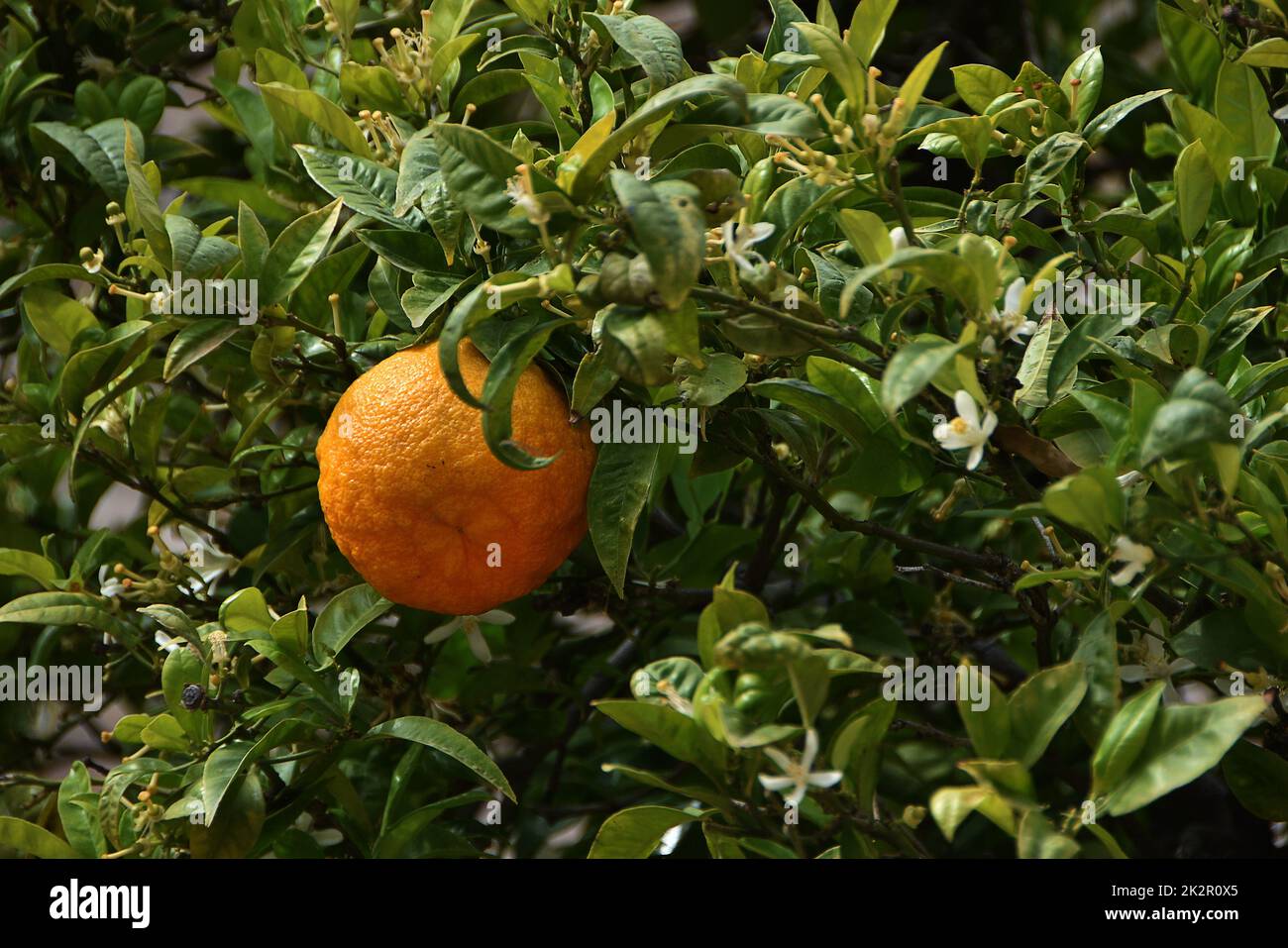 Orange tree mallorca hi-res stock photography and images - Alamy
