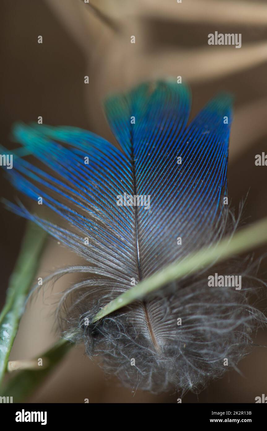 Feather from the chest of an Abyssinian roller Stock Photo - Alamy