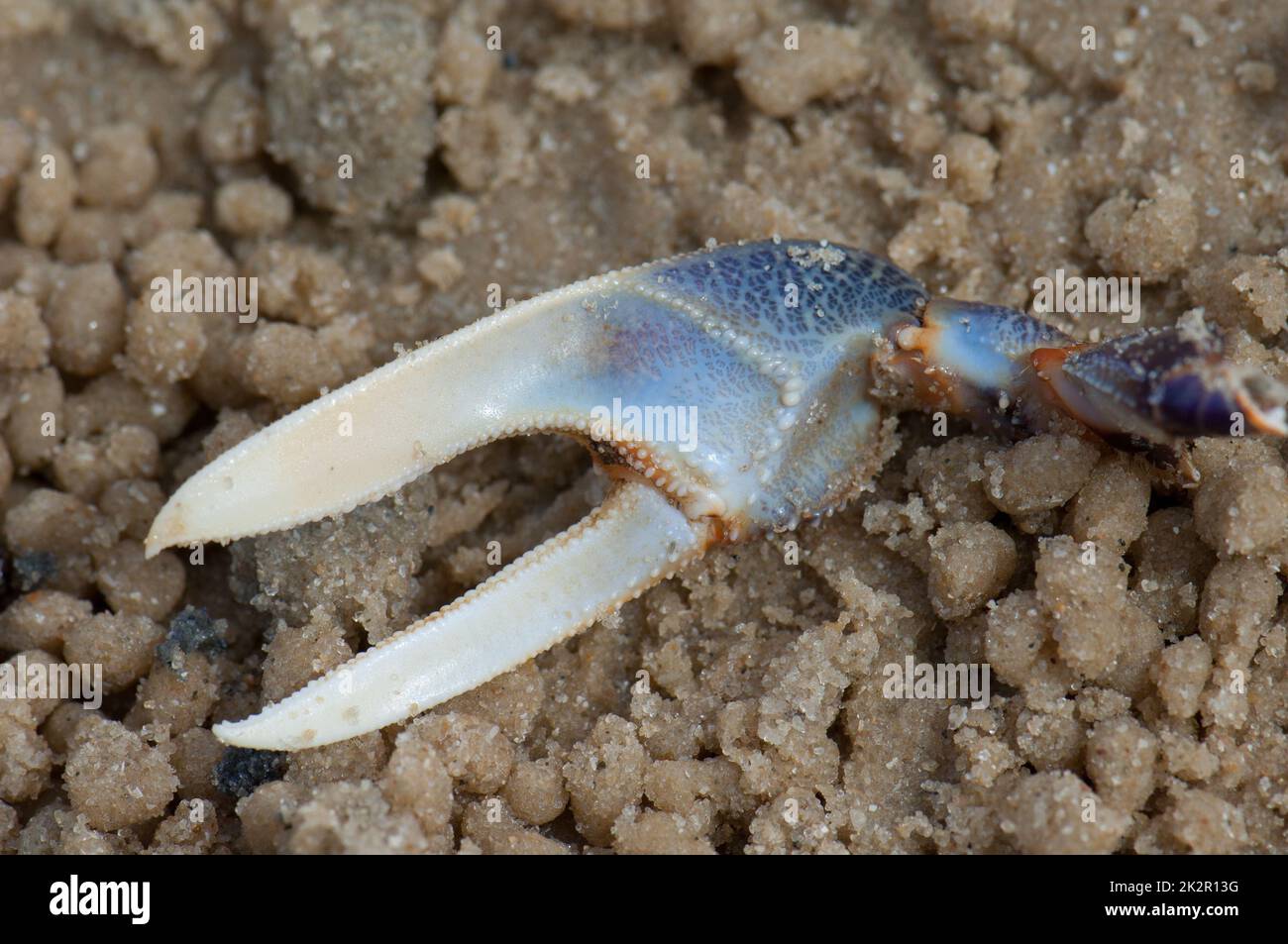 Claw of fiddler crab Afruca tangeri on the sand Stock Photo - Alamy