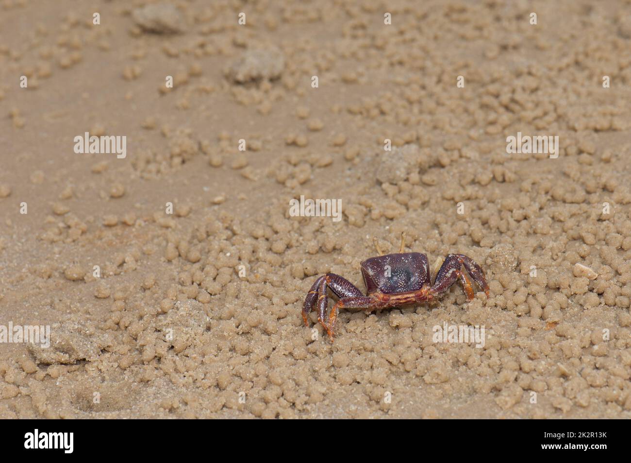 West african invertebrate hi-res stock photography and images - Alamy