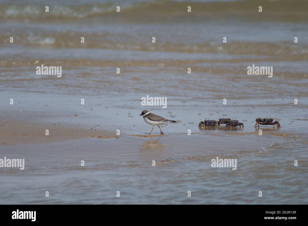 Common ringed plover Charadrius hiaticula and fiddler crabs Afruca ...