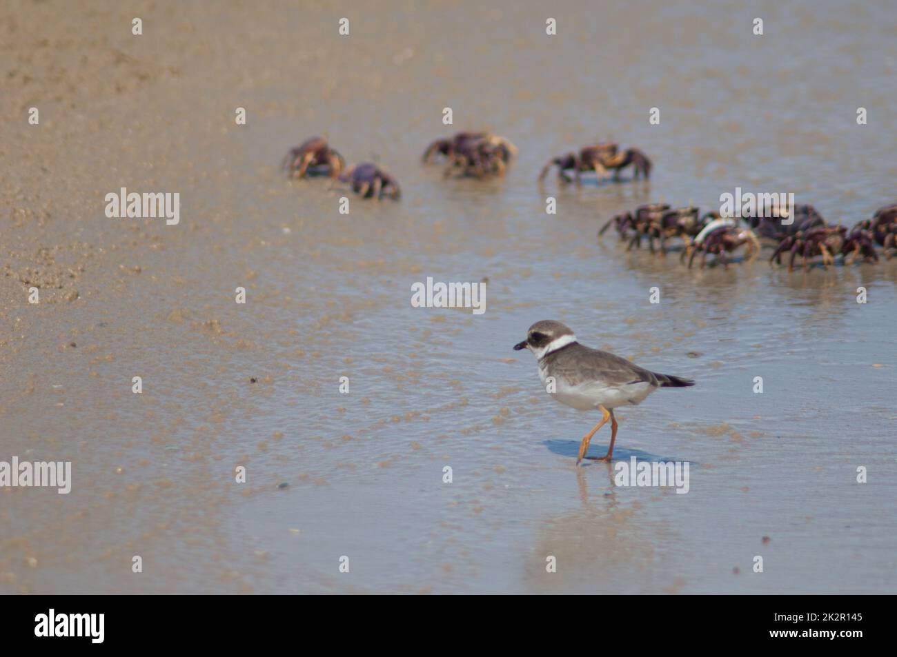 Common ringed plover Charadrius hiaticula and fiddler crabs Afruca ...
