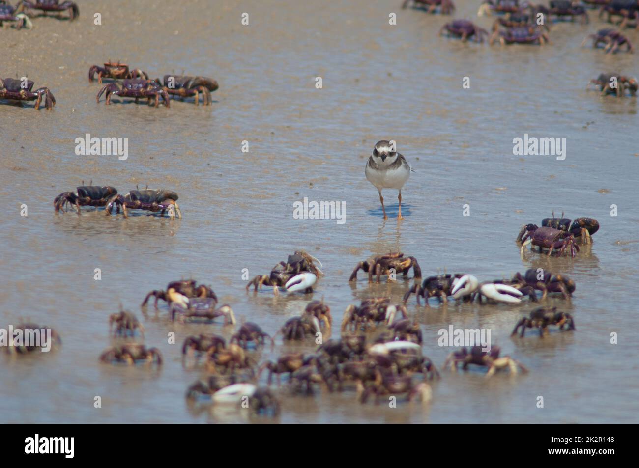 Common ringed plover Charadrius hiaticula and fiddler crabs Afruca ...