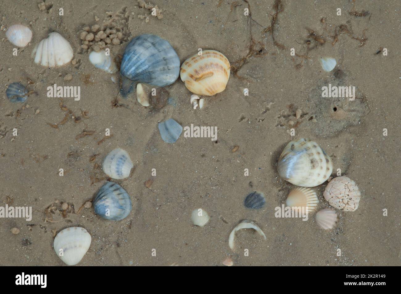 Invertebrate shells hi-res stock photography and images - Alamy