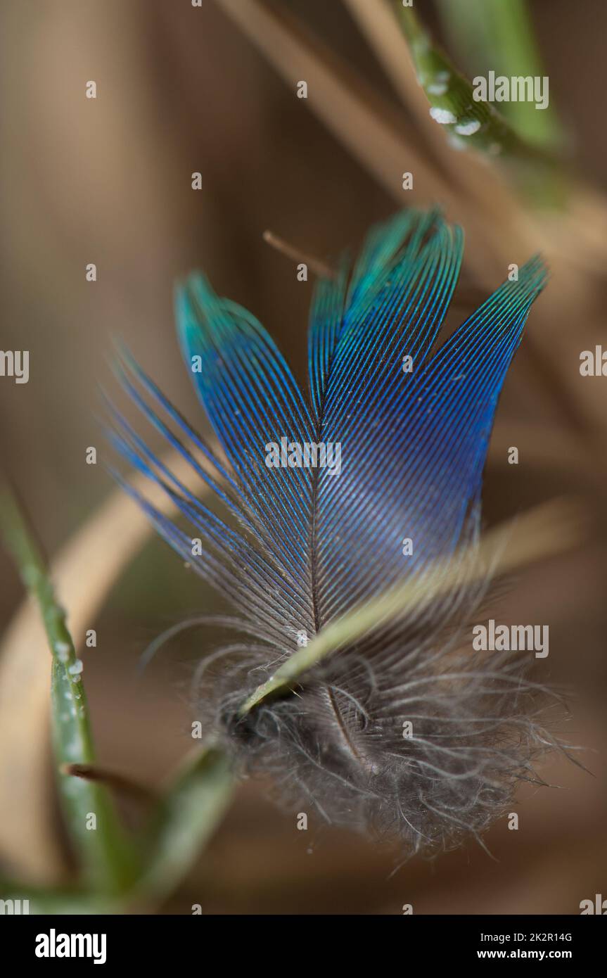 Feather from the chest of an Abyssinian roller Stock Photo - Alamy