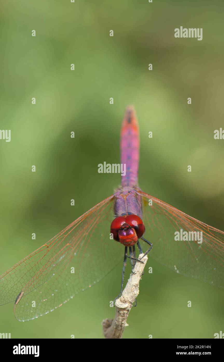 Violet dropwing Trithemis annulata on a branch Stock Photo - Alamy
