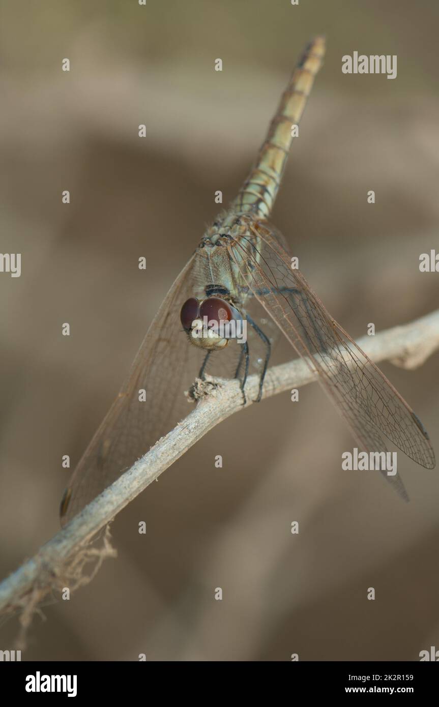 Violet dropwing Trithemis annulata on a branch Stock Photo - Alamy