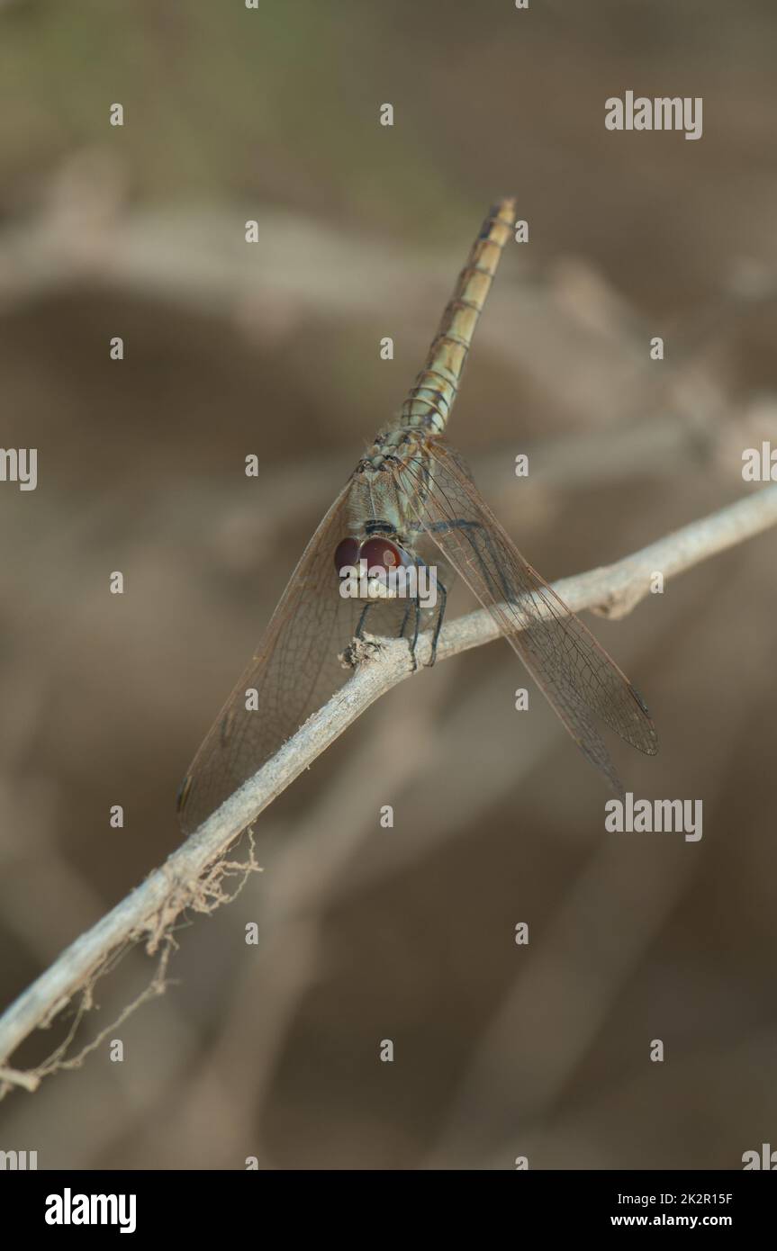 Violet dropwing Trithemis annulata on a branch Stock Photo - Alamy