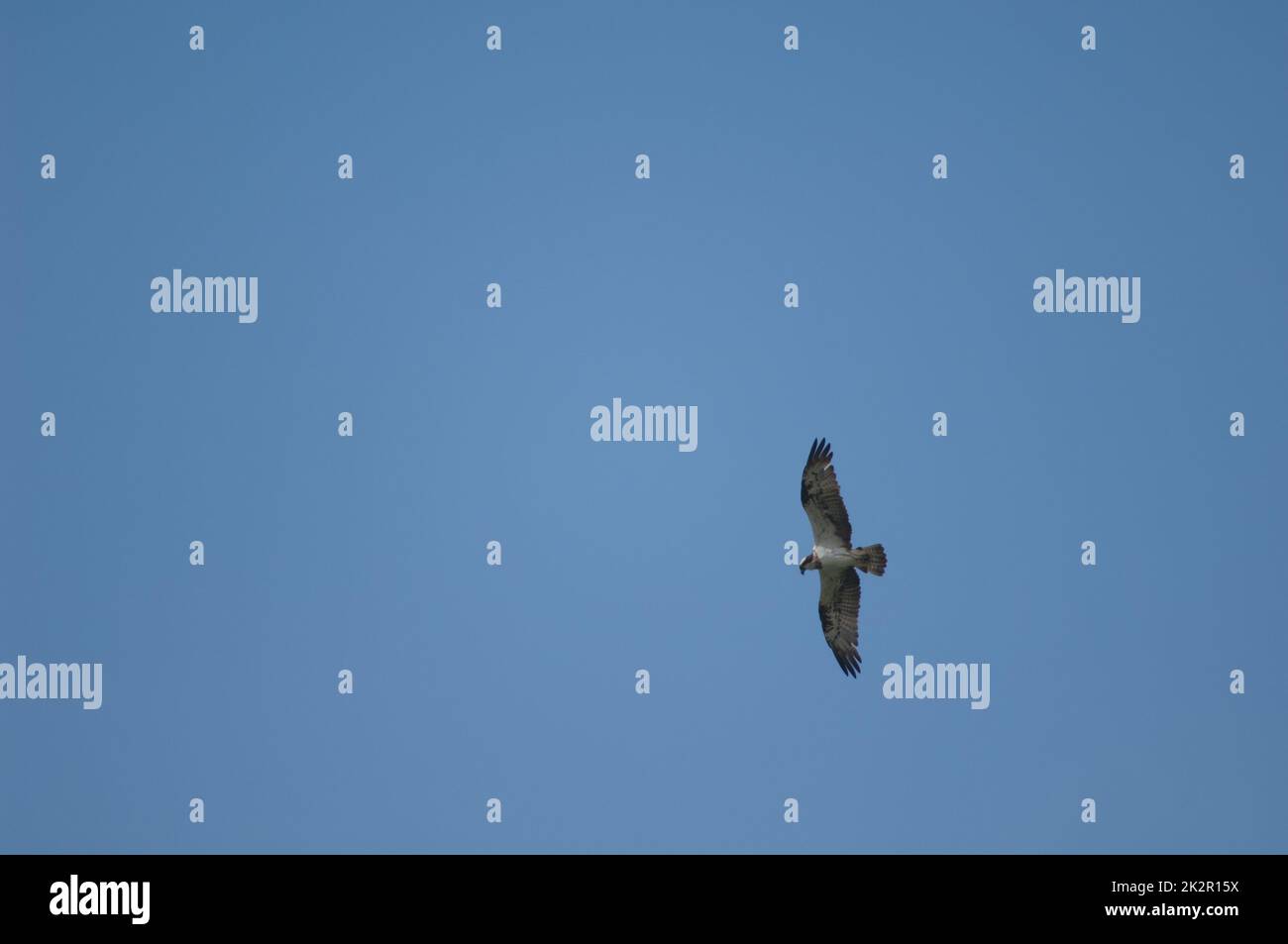 Osprey flying fish over river hi-res stock photography and images - Alamy