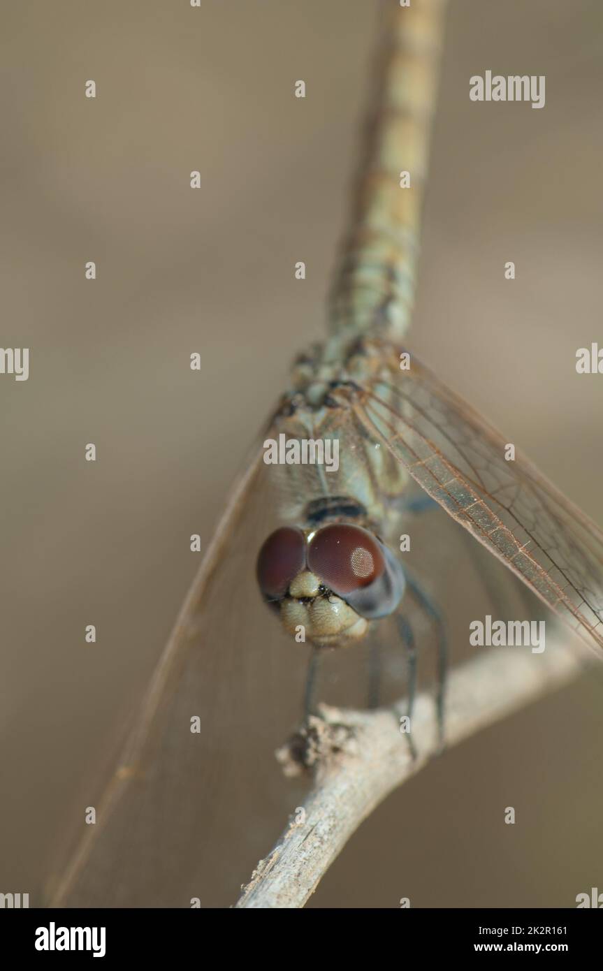 Violet dropwing Trithemis annulata on a branch Stock Photo - Alamy