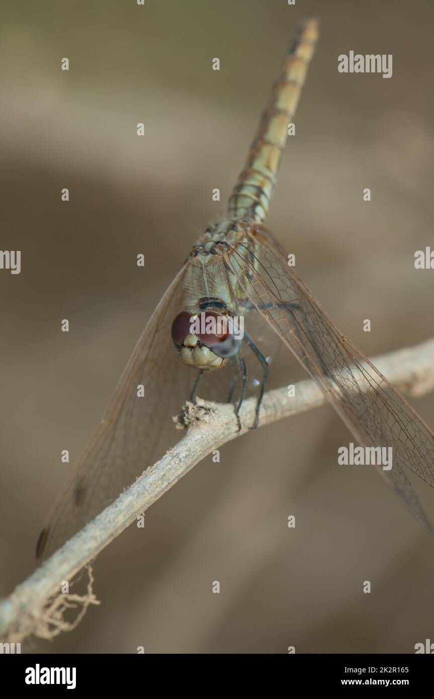 Violet dropwing Trithemis annulata on a branch Stock Photo - Alamy