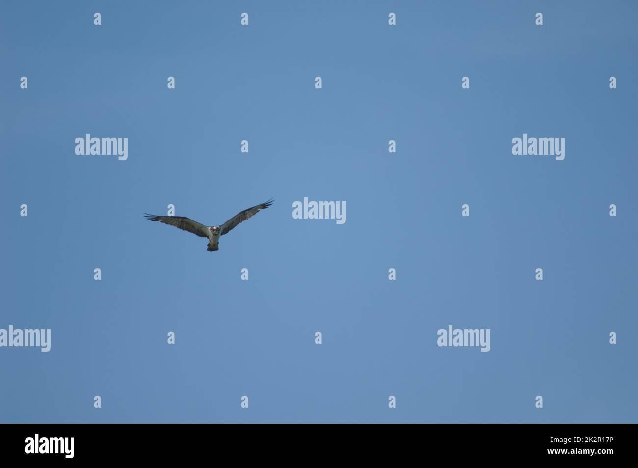 Osprey flight hi-res stock photography and images - Alamy