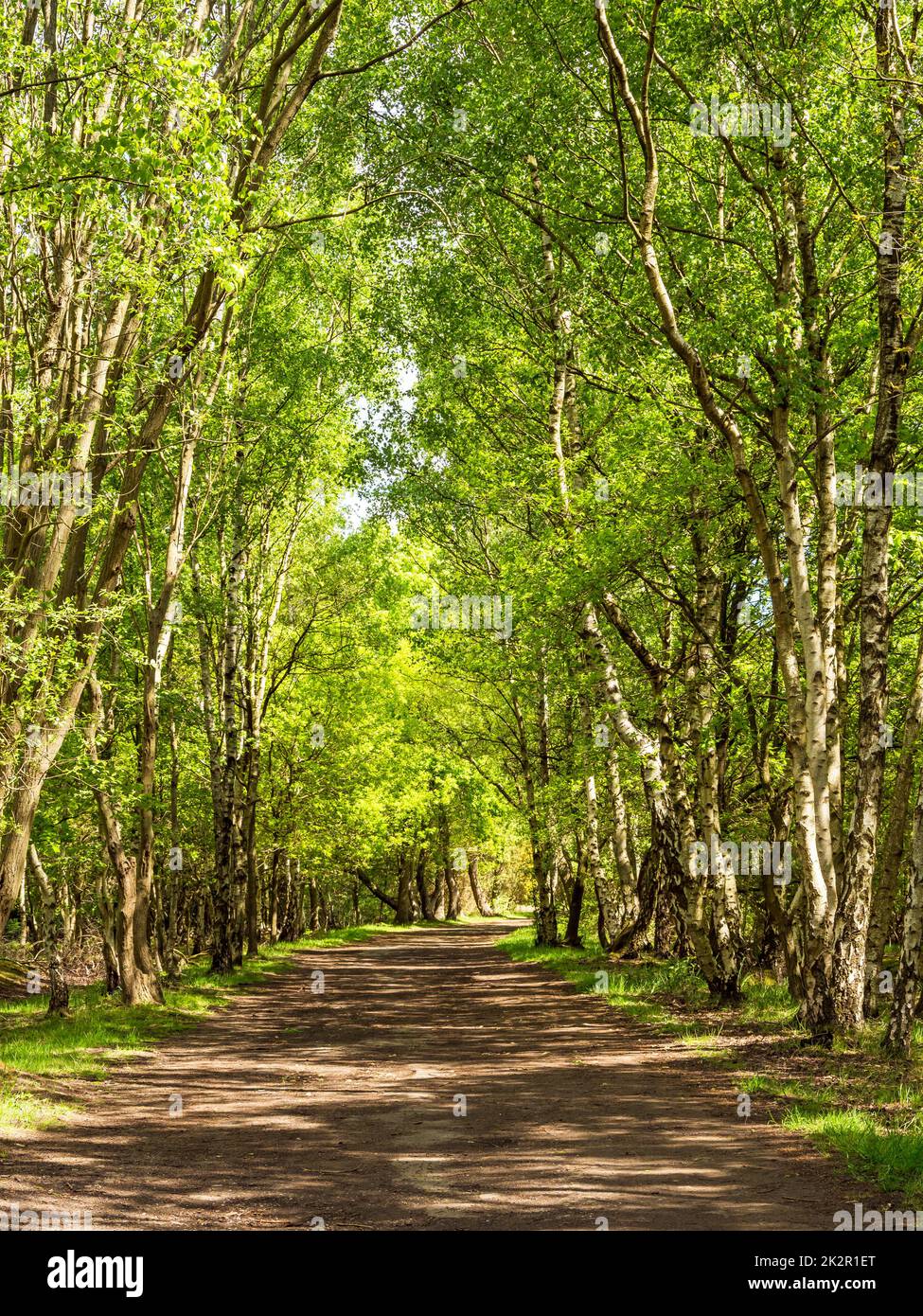 Lane lined by tall silver birch trees in dappled sunlight Stock Photo ...
