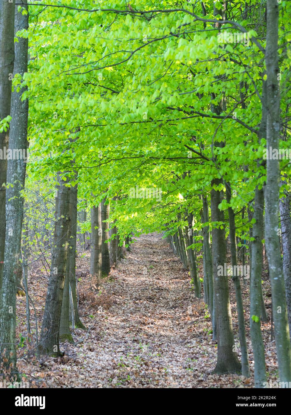 tree alley at spring with small path Stock Photo - Alamy