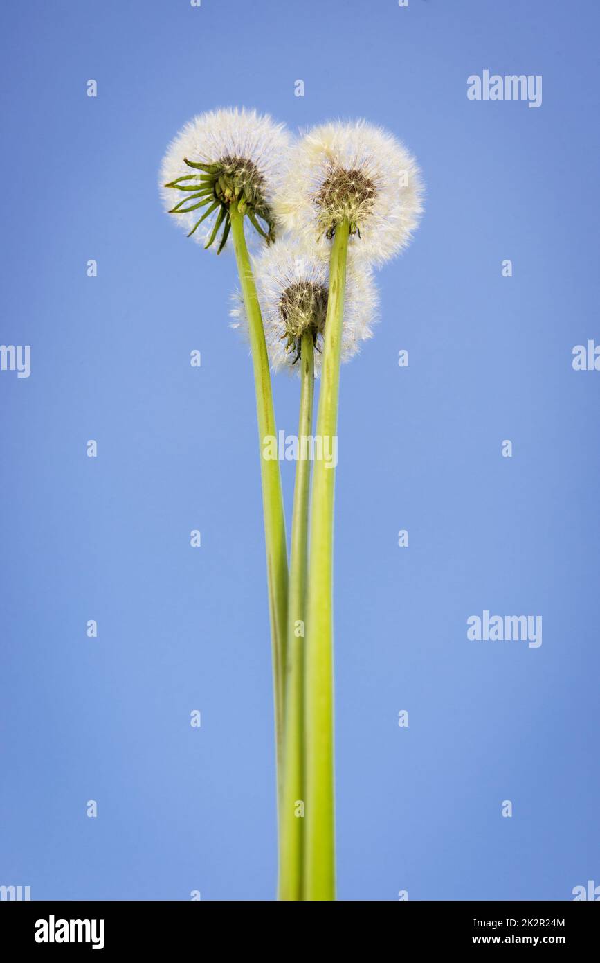 Dandelion clock in morning sun Stock Photo - Alamy