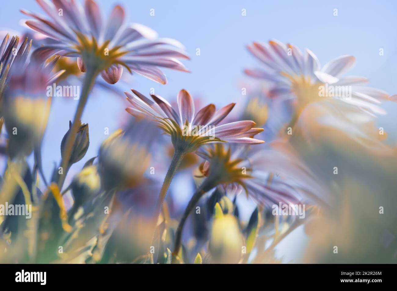 Beautiful daisy hi-res stock photography and images - Alamy
