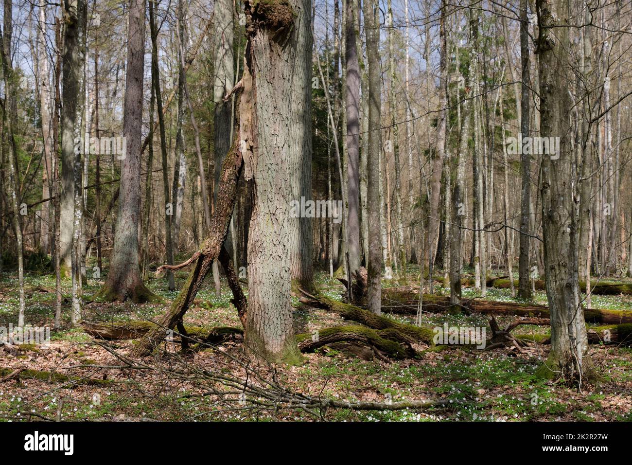 Deciduous tree stand with hornbeams and oaks Stock Photo - Alamy