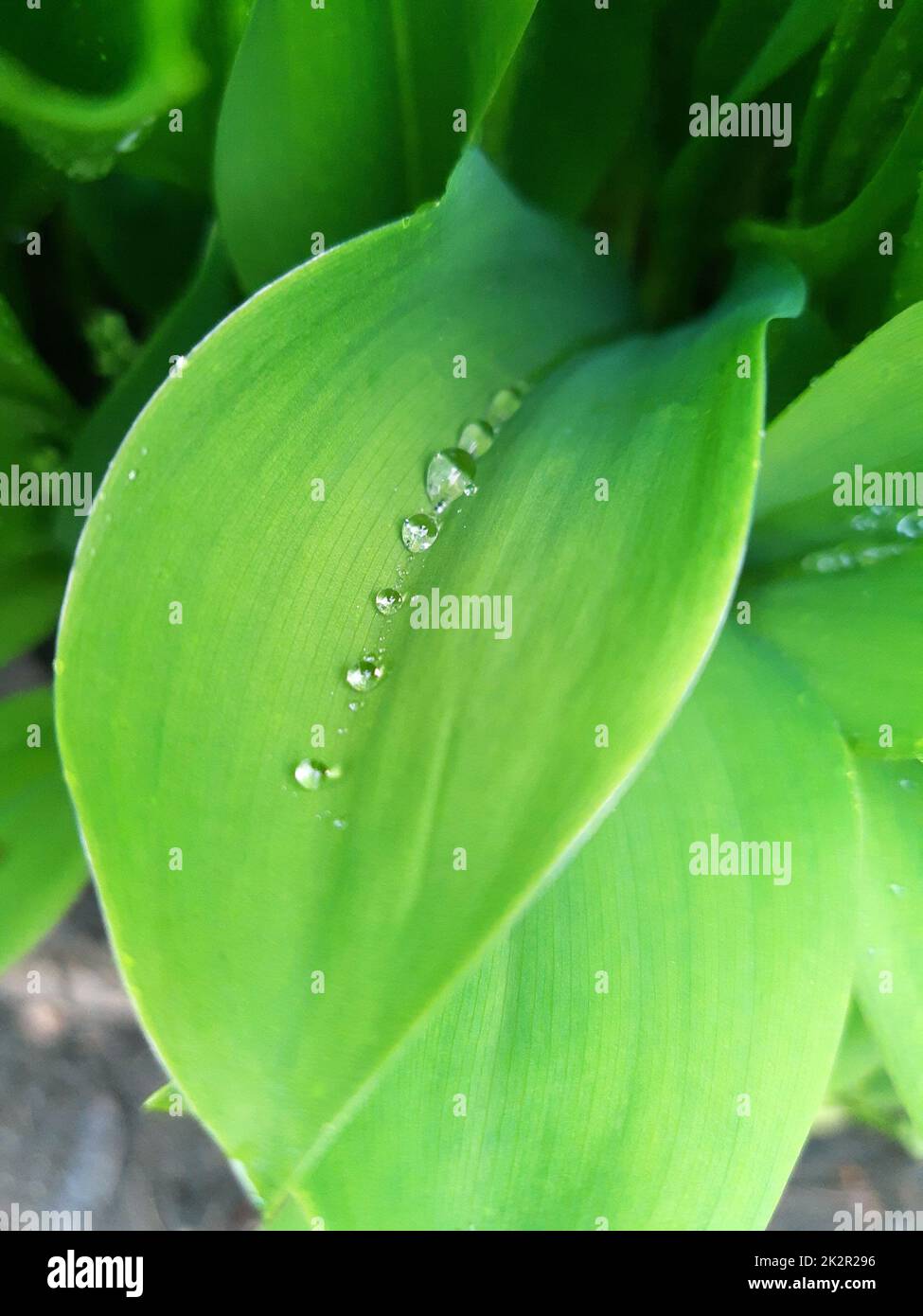 Raindrops on green leaves of lily of the valley closeup Stock Photo - Alamy