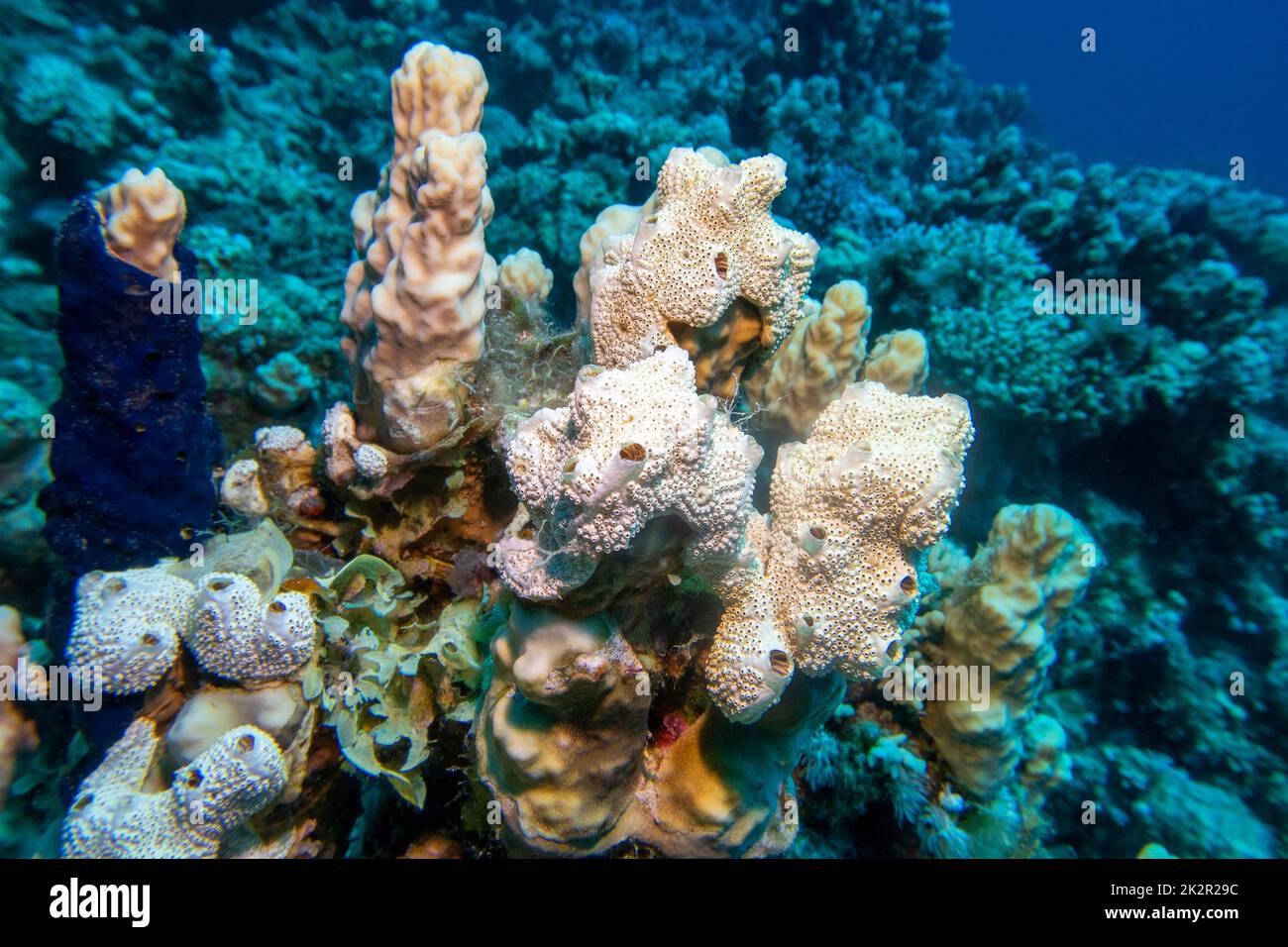 Colorful coral reef at the bottom of tropical sea, white sea sponge ...