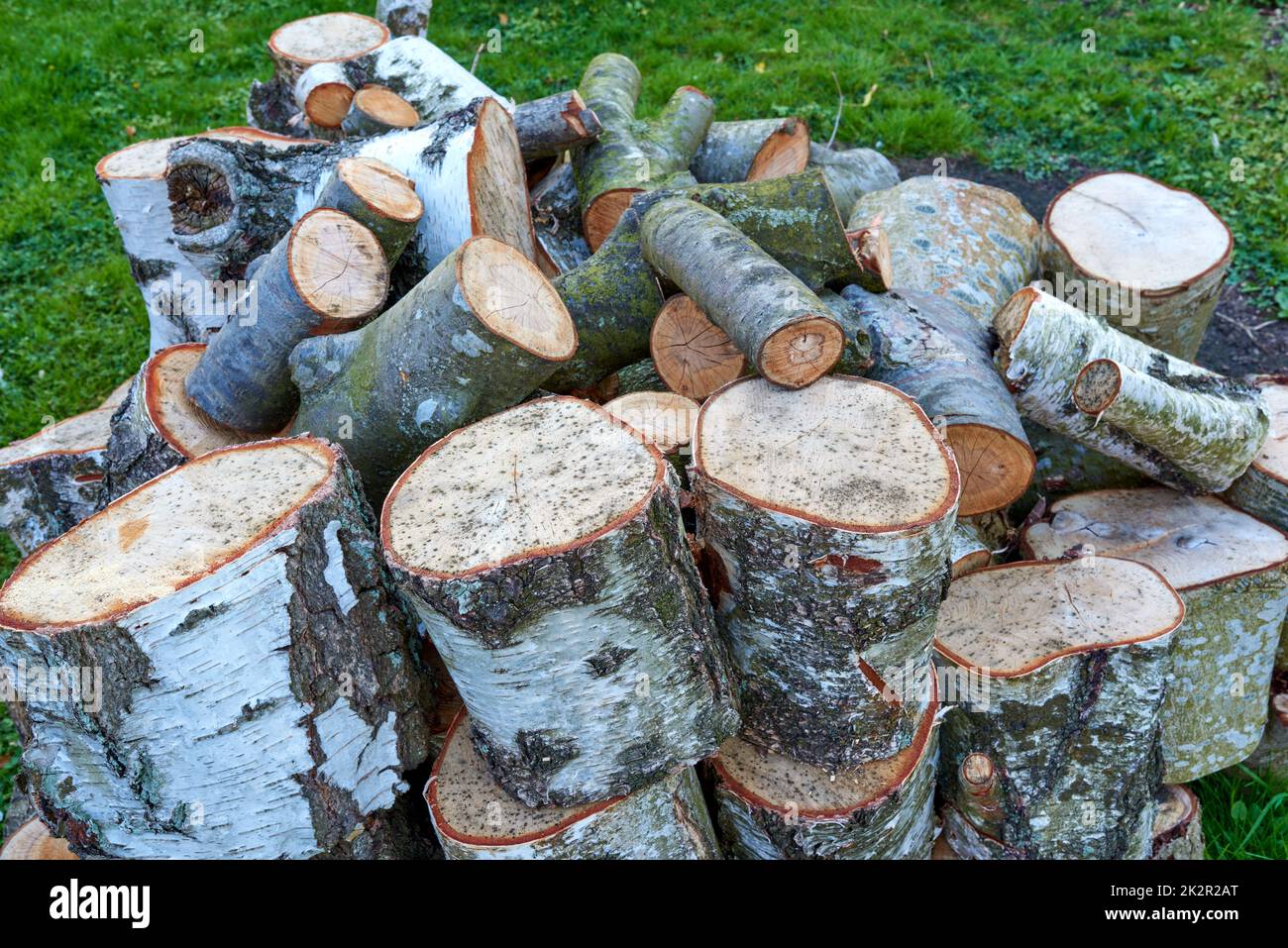 Harvested timber. Newly harvested timber - ready to use as firewood ...