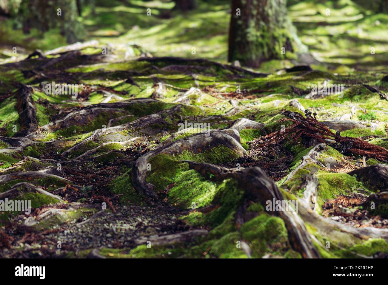 A tree root covered moss in the forest Stock Photo - Alamy