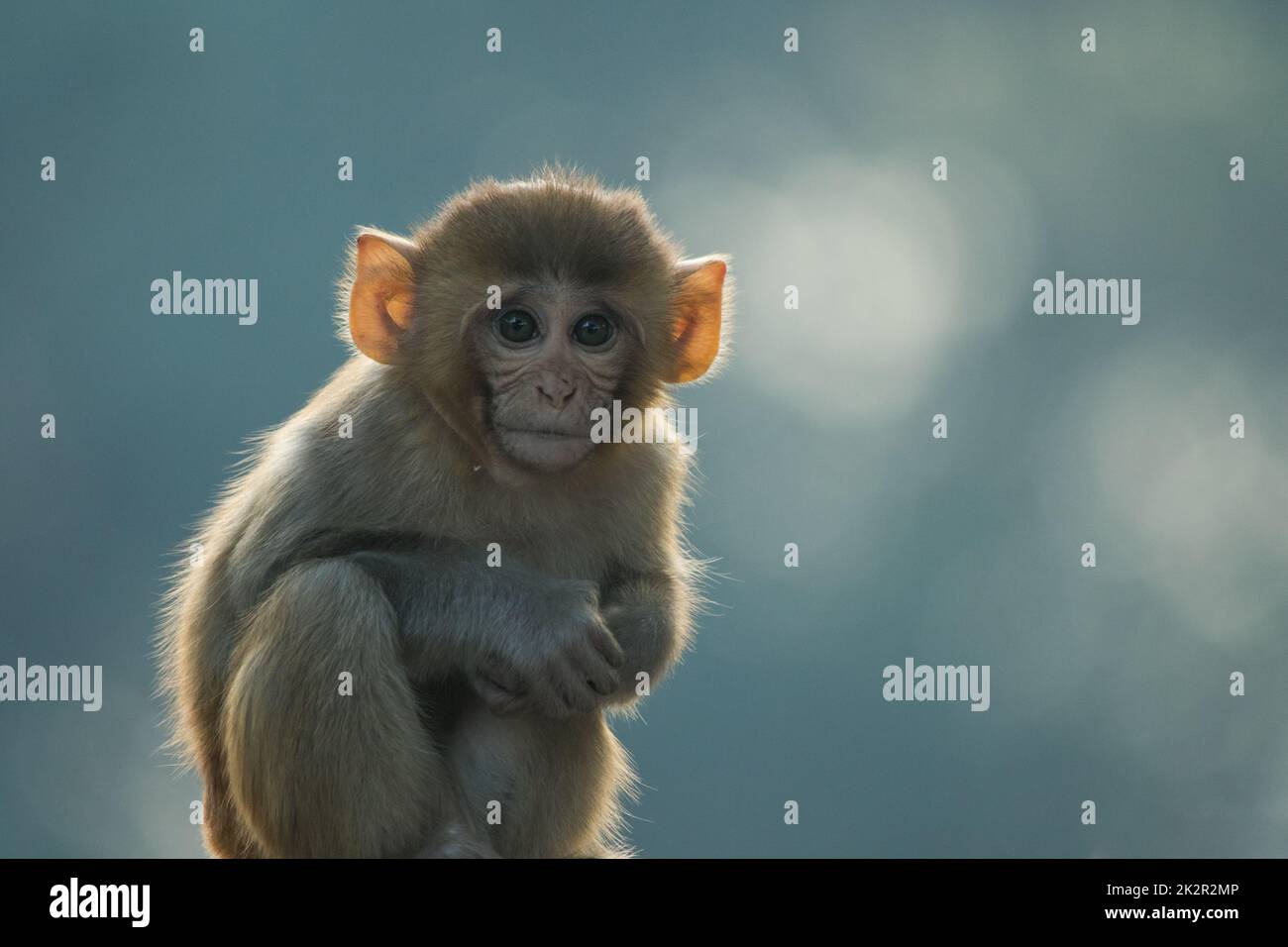 The macro of a cute Indochinese rhesus macaque baby before the gray ...
