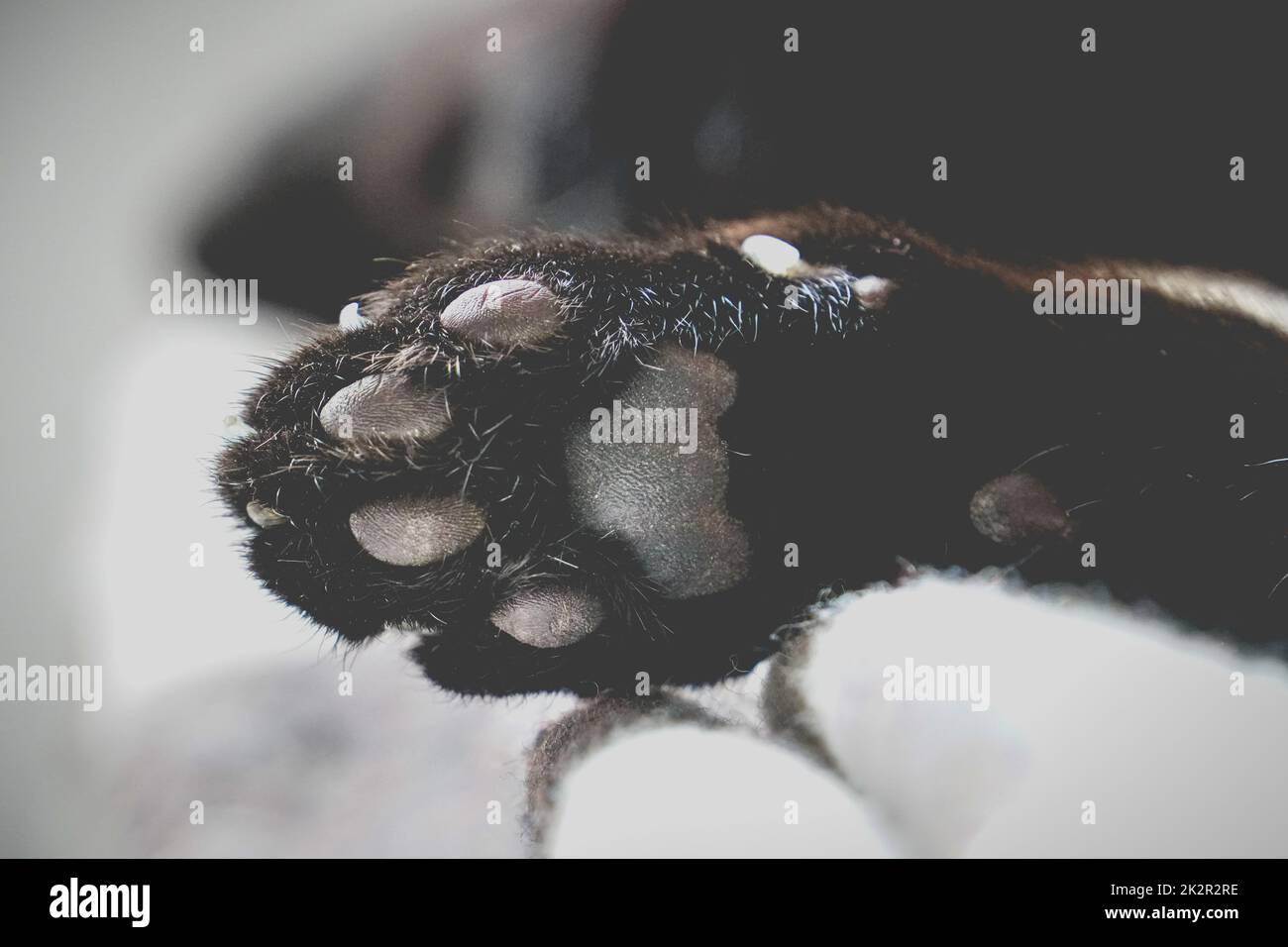 A black cat paw on the cloth Stock Photo - Alamy