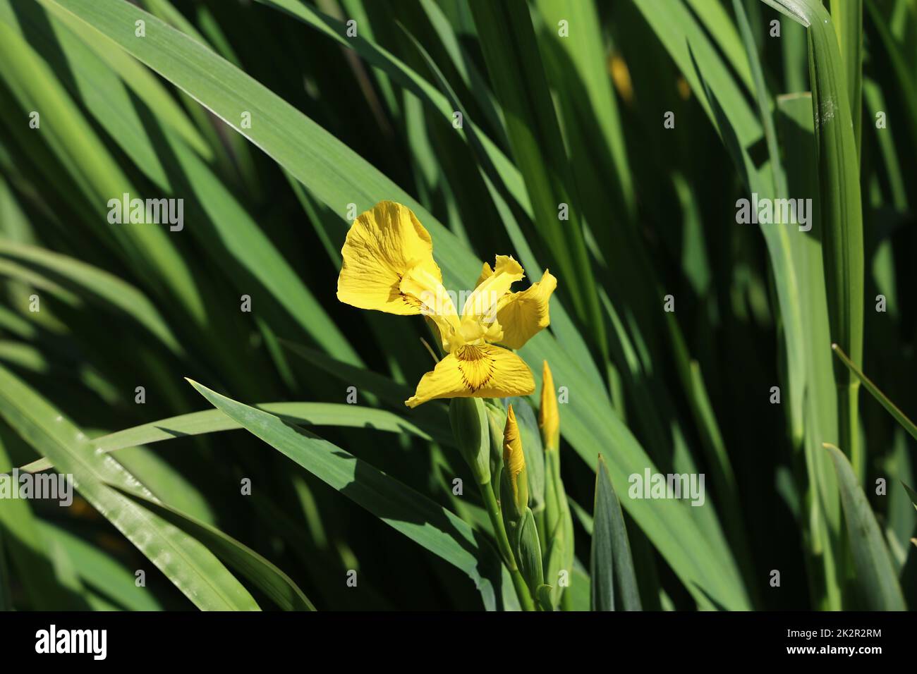 A yellow irises bloom on the lake Stock Photo - Alamy