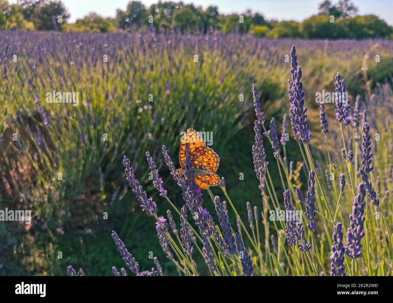 A closeup shot of a butterfly on a Lavanda flower in the field Stock ...
