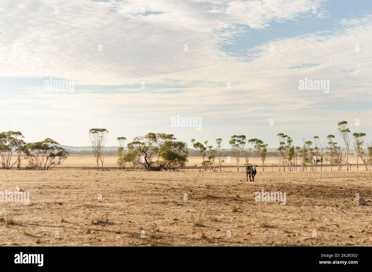 A lonely cow standing in a deserted field Stock Photo - Alamy