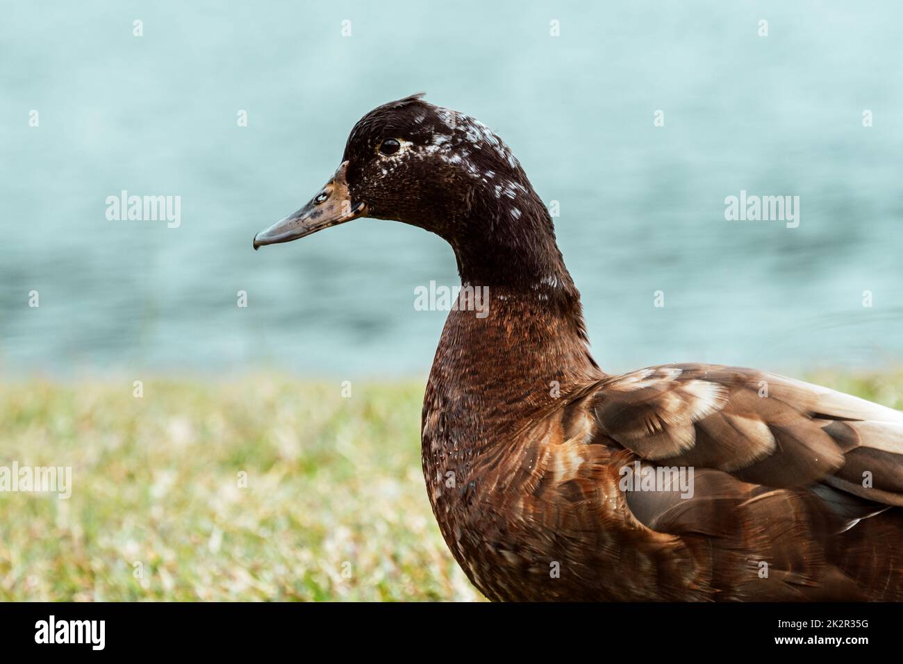 A side view of a brown wild duck with bokeh background Stock Photo - Alamy
