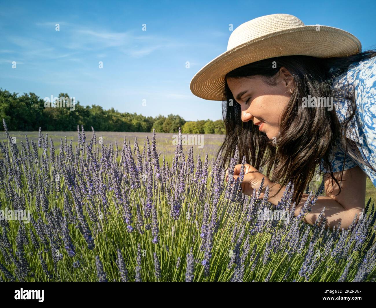 A side view of a young Caucasian woman in a hat smelling lavender in an ...